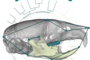 The 13th Symposium on Morphometrics and Evolution of Forms will be held ...